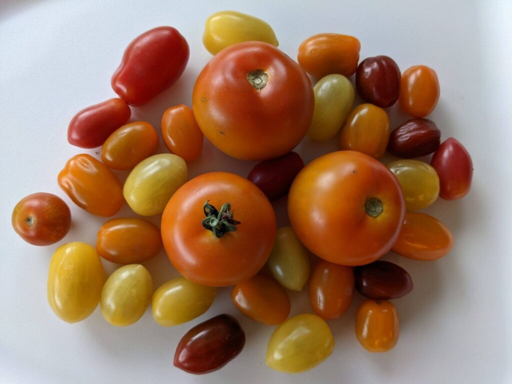 アメリカのトマトの種類は豊富でカラフル。タイプ別特徴は？